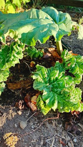 The Ultimate Rhubarb Guide - TurmericMeCrazy