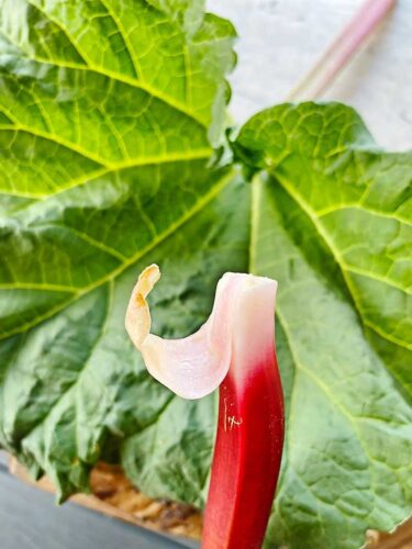 The Ultimate Rhubarb Guide - TurmericMeCrazy